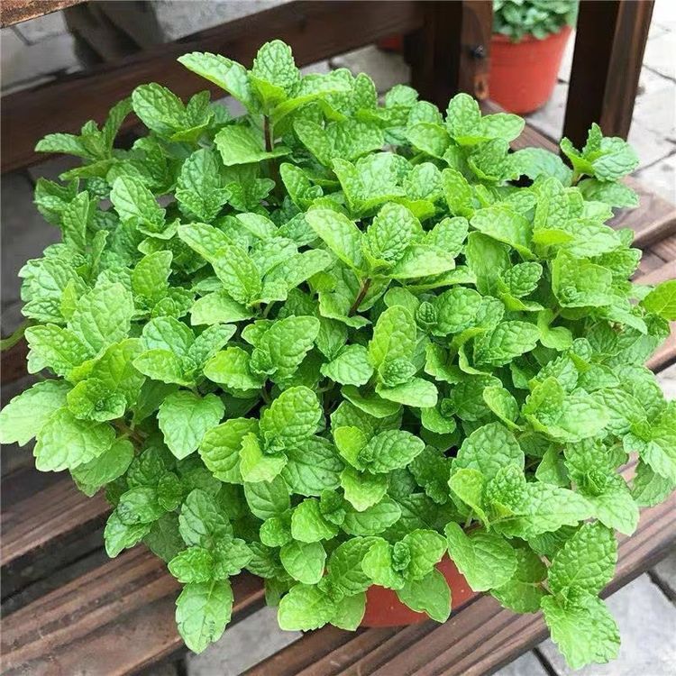 春天到了，家里种点这个薄荷种子，不仅可以制作薄荷茶，还可以拿来做菜，清新空气，驱赶蚊虫#薄荷 #阳台小院均可种植 #花卉绿植 - 评论|点赞 ...